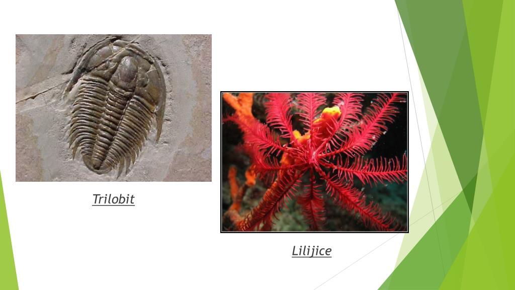 PPT - Vznik a vývoj živých soustav PowerPoint Presentation, free ...