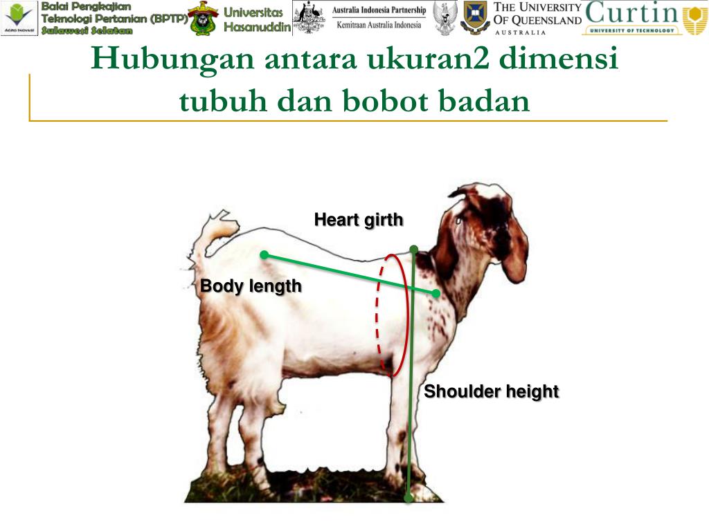 PPT - Hubungan antara lingkar dada, pajang badan, dan tinggi pundak ... PPT - Hubungan antara lingkar dada, pajang badan, dan tinggi pundak ...