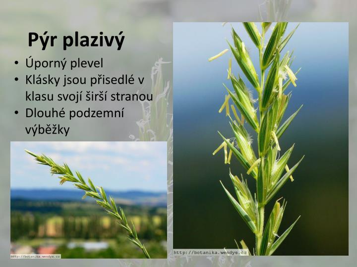 PPT - LIPNICOVITÉ PowerPoint Presentation - ID:3171325