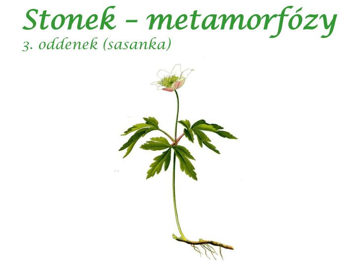 PPT - ROSTLINNÉ ORGÁNY PowerPoint Presentation - ID:3171442