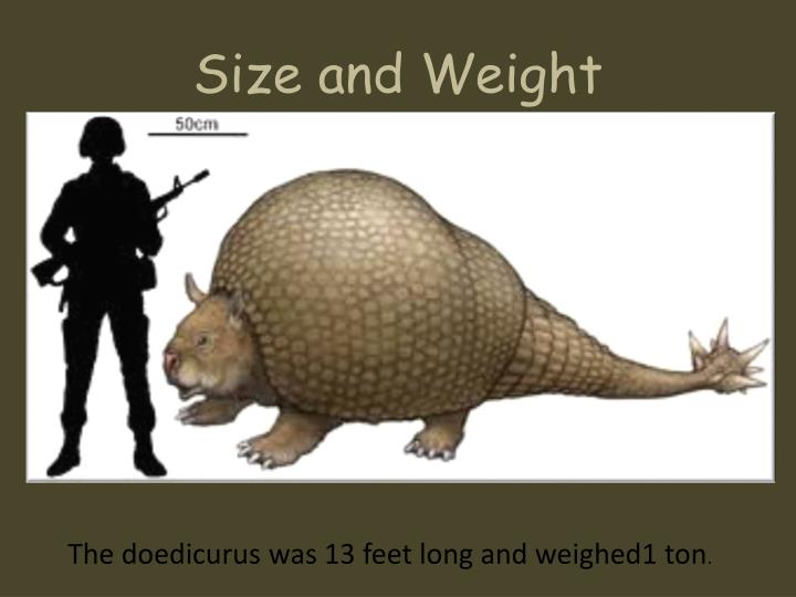 PPT - Doedicurus PowerPoint Presentation - ID:3171470