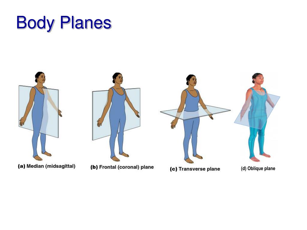PPT The Human Body An Orientation PowerPoint Presentation Free PPT The Human Body An Orientation PowerPoint Presentation Free