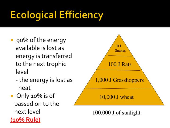 PPT - Energy Flow in an Ecosystem PowerPoint Presentation - ID:3175038
