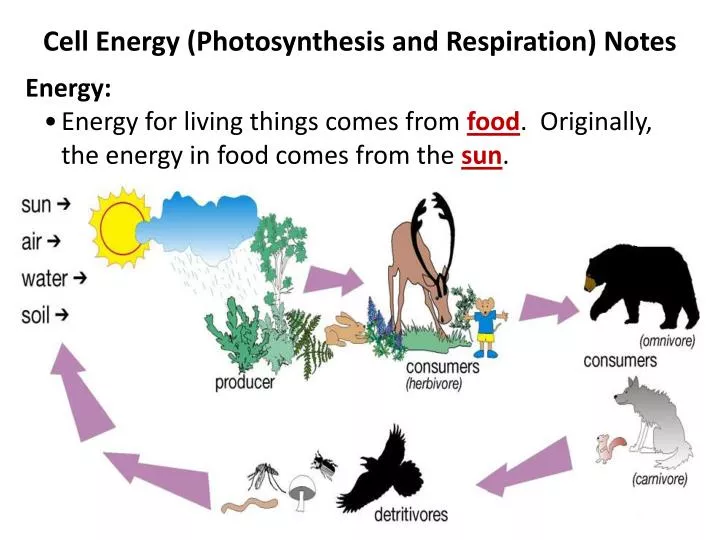 PPT - Cell Energy (Photosynthesis and Respiration) Notes Energy ...