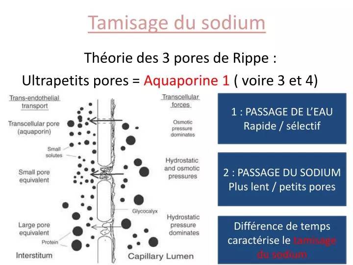 PPT - Tamisage du sodium PowerPoint Presentation, free download - ID ...