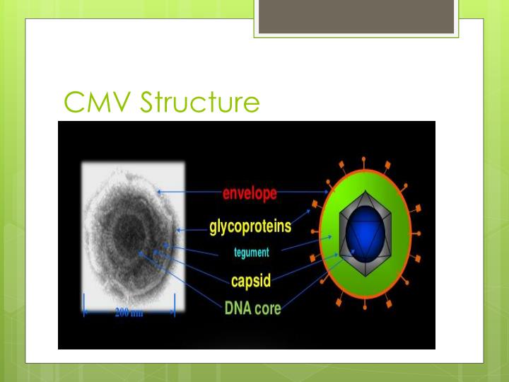PPT - CYTOMEGALOVIRUS PowerPoint Presentation - ID:3176476