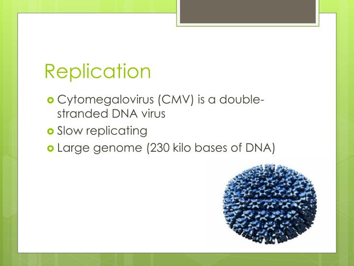 PPT - CYTOMEGALOVIRUS PowerPoint Presentation - ID:3176476