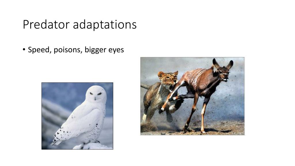 PPT - 21.3 Interactions among living things pg 722 PowerPoint ...