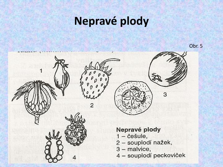PPT - GYMNÁZIUM, VLAŠIM, TYLOVA 271 PowerPoint Presentation - ID:3182057
