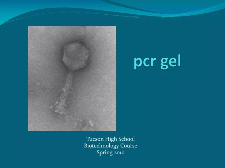 PPT - pcr gel PowerPoint Presentation, free download - ID:3182292