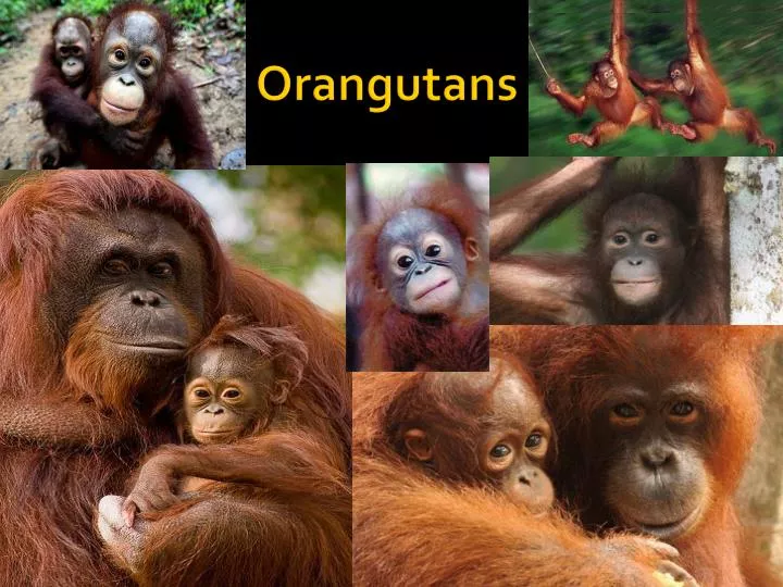 PPT - Orangutans PowerPoint Presentation, free download - ID:3182643