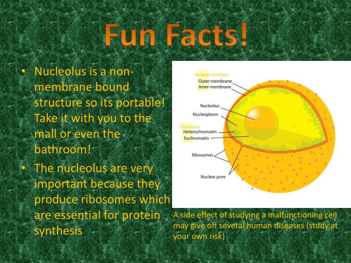 PPT - Nucleolus PowerPoint Presentation - ID:3187236