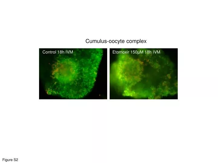 PPT - Cumulus-oocyte complex PowerPoint Presentation, free download ...
