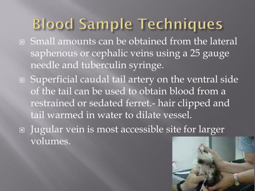 PPT - Laboratory Animal Medicine PowerPoint Presentation, free download ...