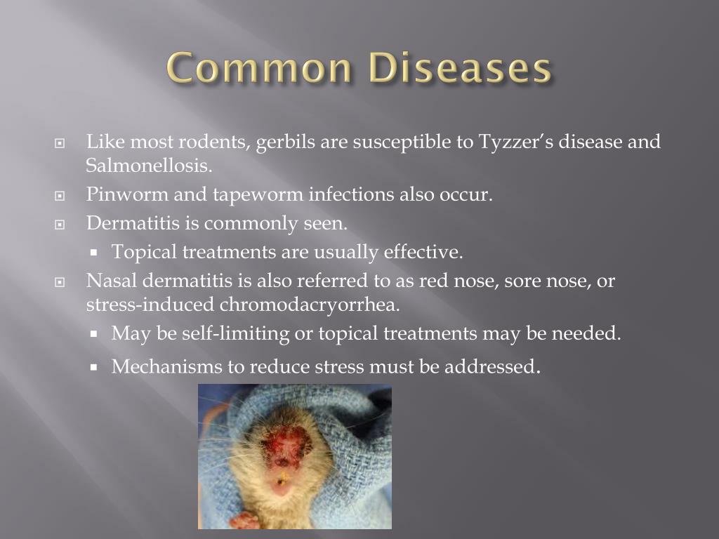PPT - Laboratory Animal Medicine PowerPoint Presentation, free download ...