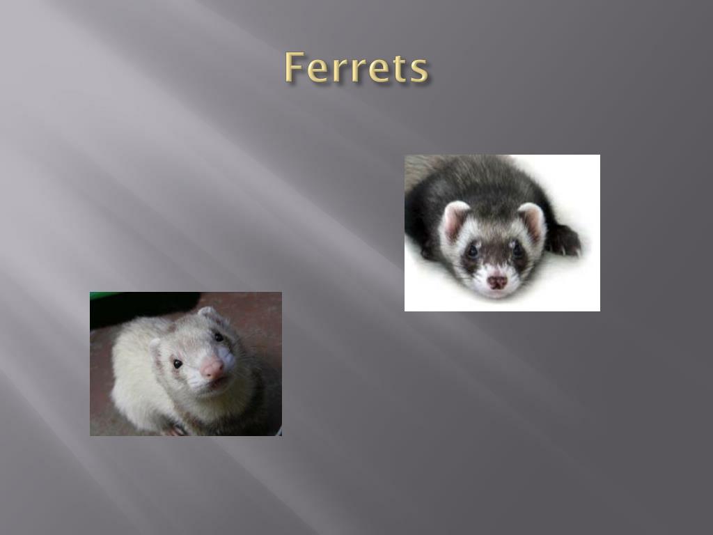 PPT - Laboratory Animal Medicine PowerPoint Presentation, free download ...