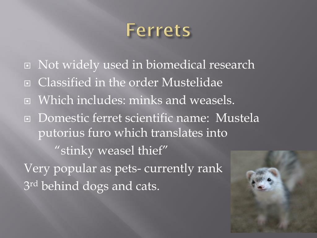 PPT - Laboratory Animal Medicine PowerPoint Presentation, free download ...