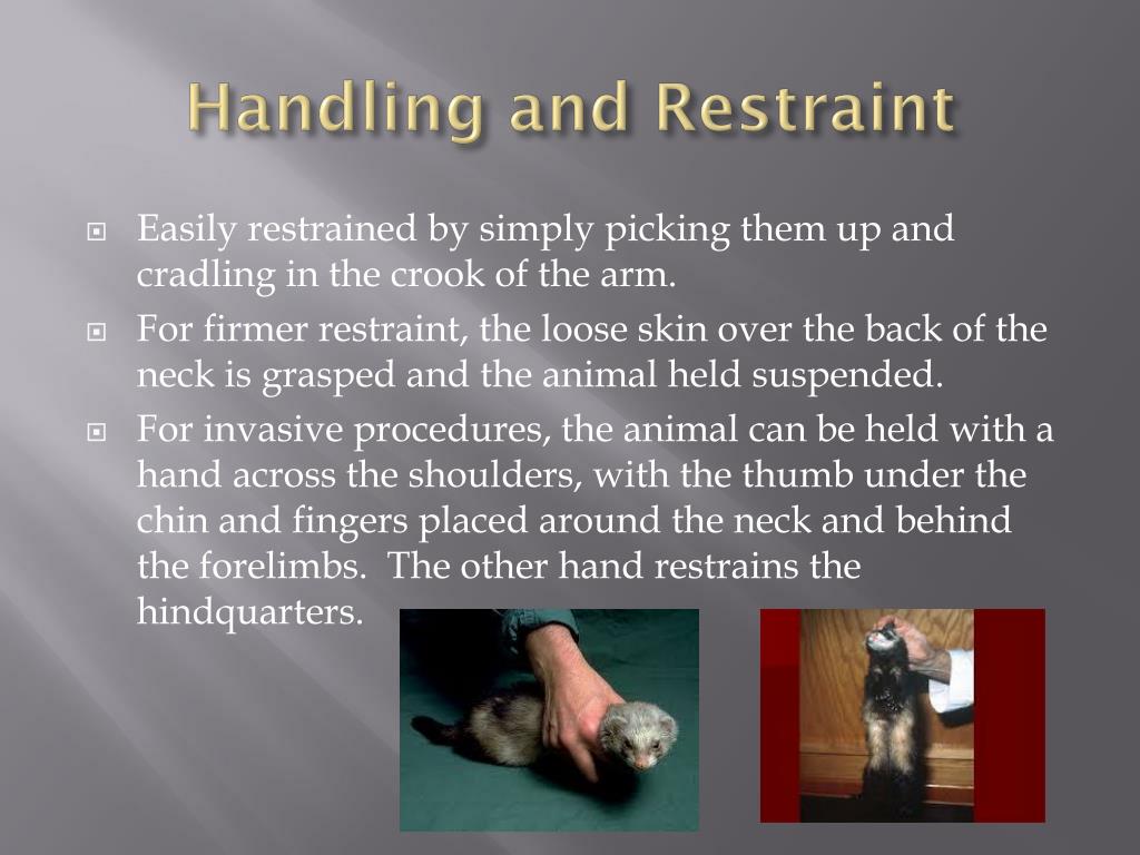 PPT - Laboratory Animal Medicine PowerPoint Presentation, free download ...