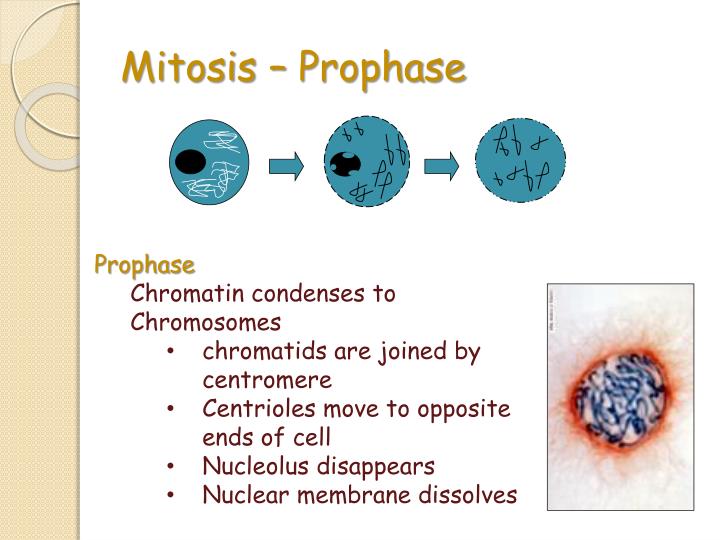 PPT - Cell Growth & Reproduction MITOSIS PowerPoint Presentation - ID ...