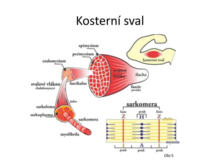 PPT - SVALOVÁ SOUSTAVA PowerPoint Presentation - ID:3194439