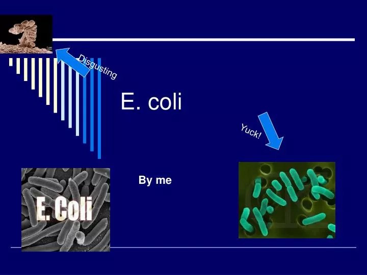 PPT - E. coli PowerPoint Presentation, free download - ID:3195165