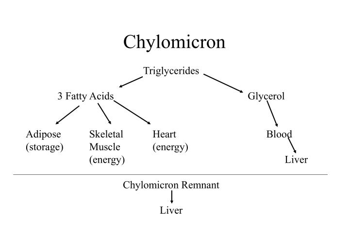 PPT - Lipoproteins PowerPoint Presentation - ID:3195830