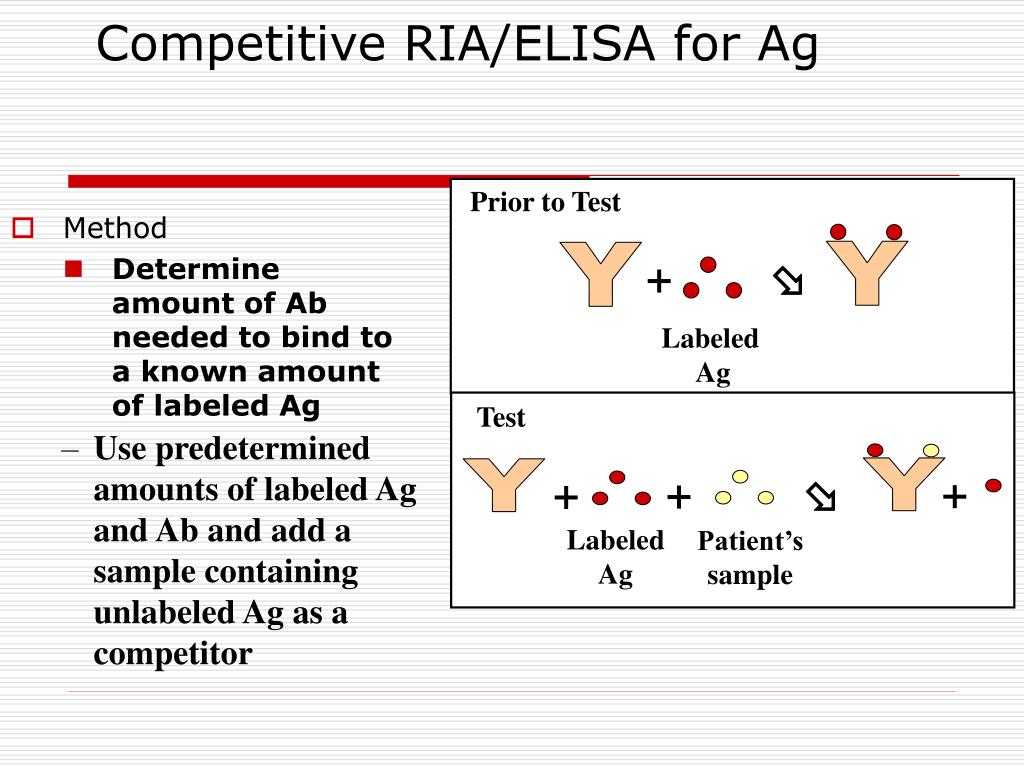 PPT - Principles of Immunology Antigen-Antibody Interactions 4/25/06 ...