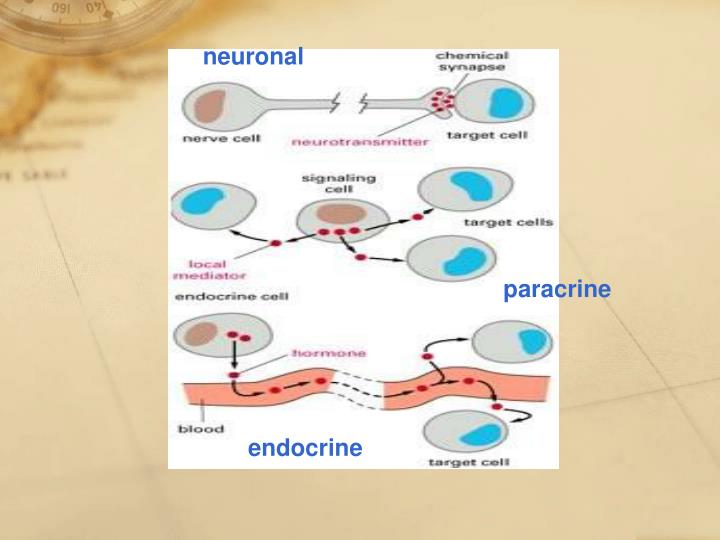 PPT - GI hormone PowerPoint Presentation - ID:3196420