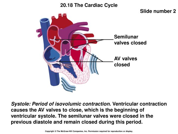 PPT - AV valves opened PowerPoint Presentation - ID:3197204