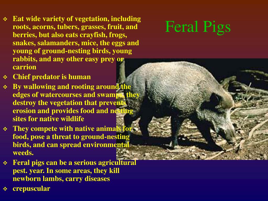 PPT - Special Animals of the California Central Valley PowerPoint ...