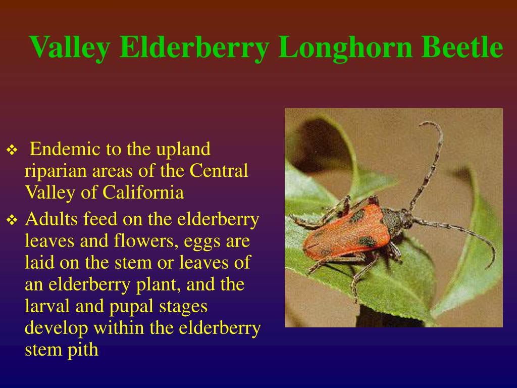 PPT - Special Animals of the California Central Valley PowerPoint ...