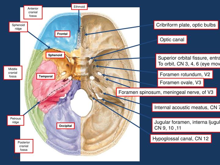 PPT - Skull, Cranial Nerves, Arteries, Veins, and Meninges PowerPoint ...