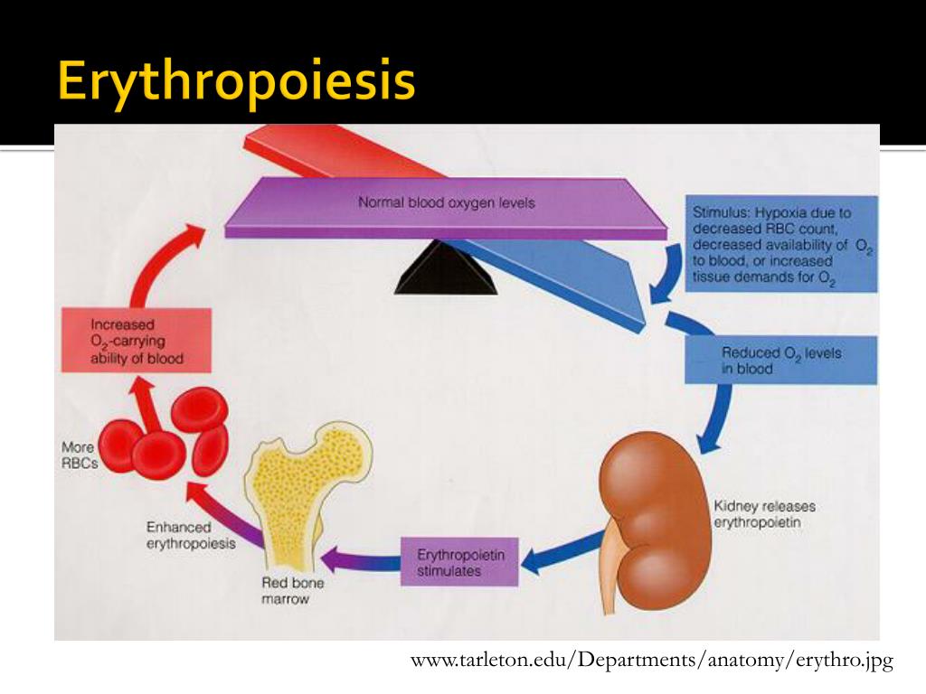 PPT - Lessons Learned: Anemia Treatment in Chronic Kidney Disease and ...