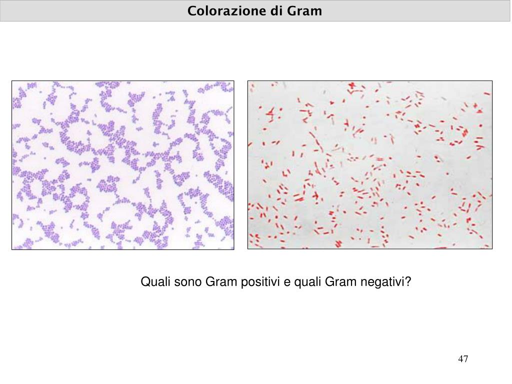 PPT - Analisi microbiologica dei campioni PowerPoint Presentation, free ...