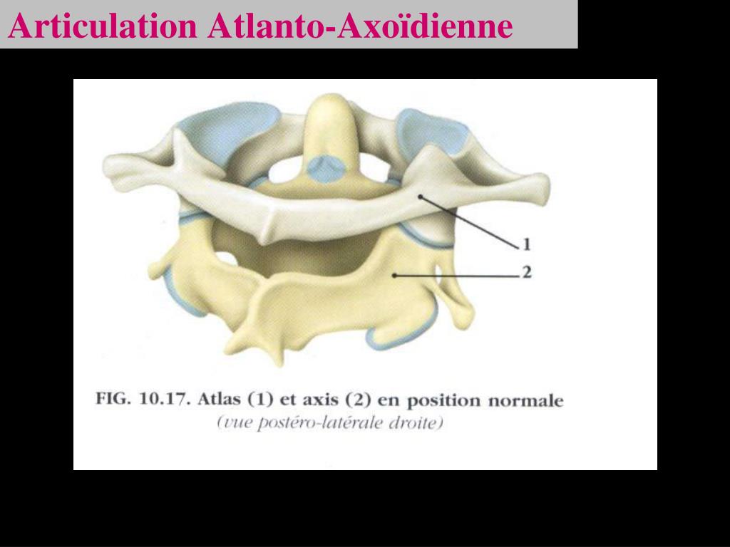 PPT - Cours n°5 Ostéologie et arthrologie du squelette axial PowerPoint ...