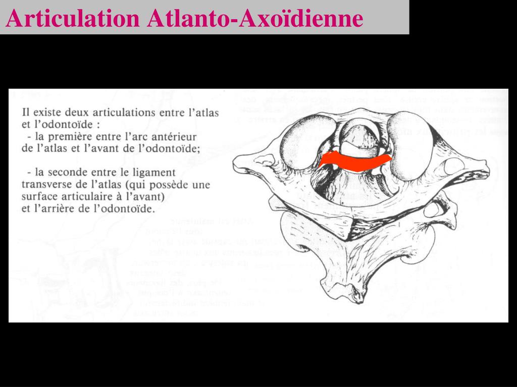 PPT - Cours n°5 Ostéologie et arthrologie du squelette axial PowerPoint ...