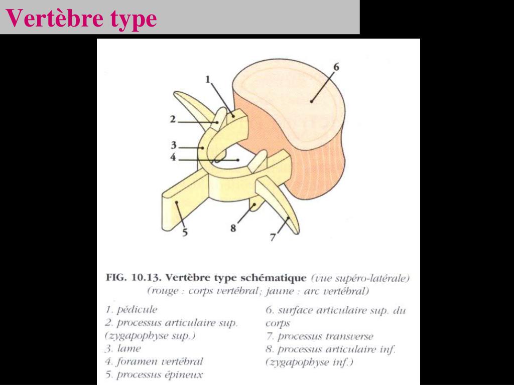 PPT - Cours n°5 Ostéologie et arthrologie du squelette axial PowerPoint ...