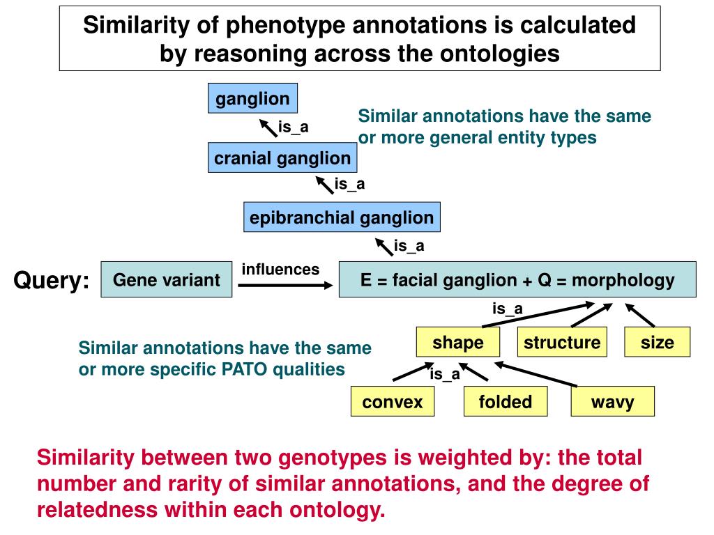 PPT - Relating Animal Model Phenotypes to Human Disease Genes Project ...