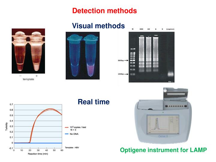 PPT - Loop-mediated Isothermal Amplification (LAMP) and its application ...