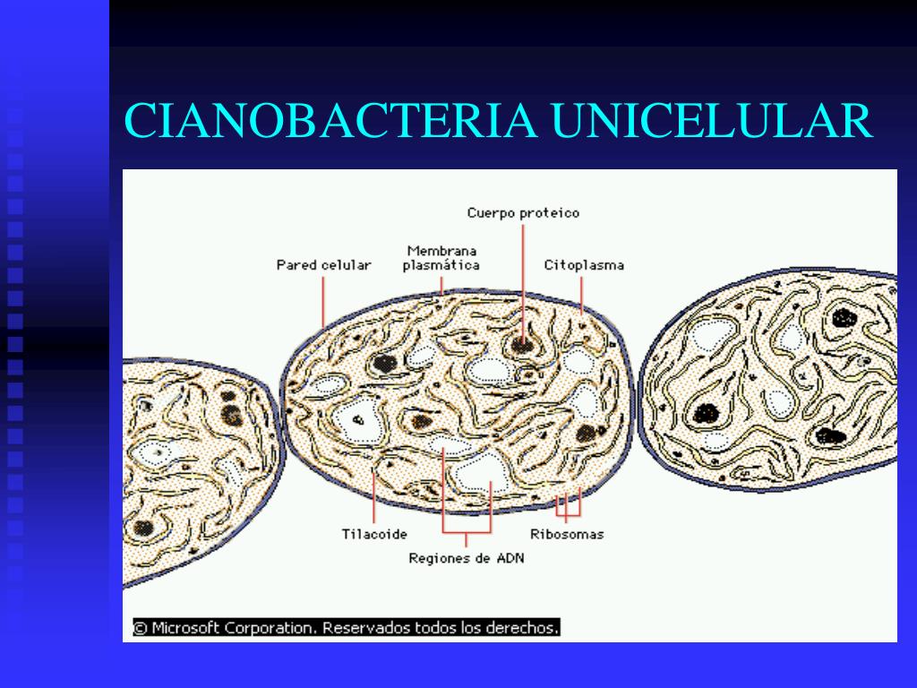 PPT - CIANOBACTERIAS (cyanophyta) bacterias fototroficas oxigénicas ...
