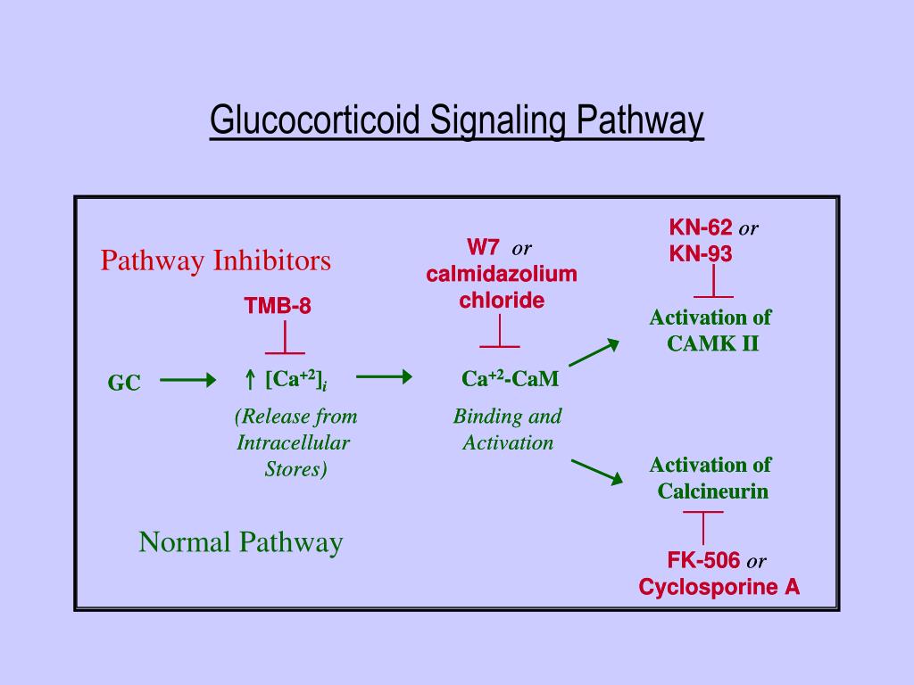 PPT - ROLE OF INTRACELLULAR CALCIUM IN GLUCOCORTICOID-EVOKED LYMPHOID ...