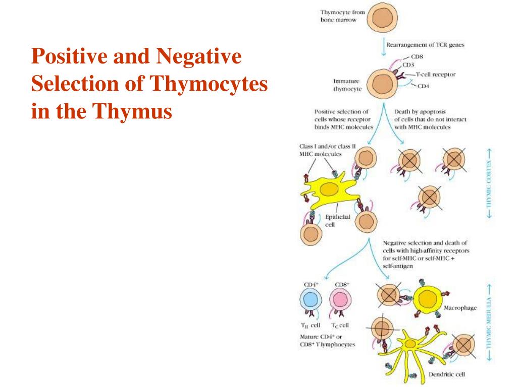 PPT - Chapter 10 T-Cell Maturation, Activation, and PowerPoint ... PPT - Chapter 10 T-Cell Maturation, Activation, and PowerPoint ...