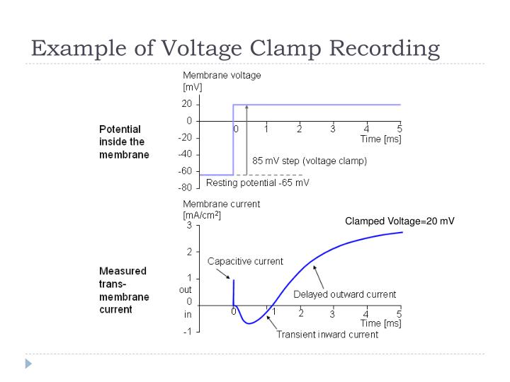 PPT - BME 6938 Neurodynamics PowerPoint Presentation - ID:3201692