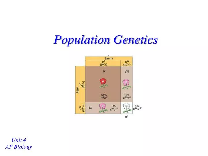 PPT - Population Genetics PowerPoint Presentation, free download - ID:3201700