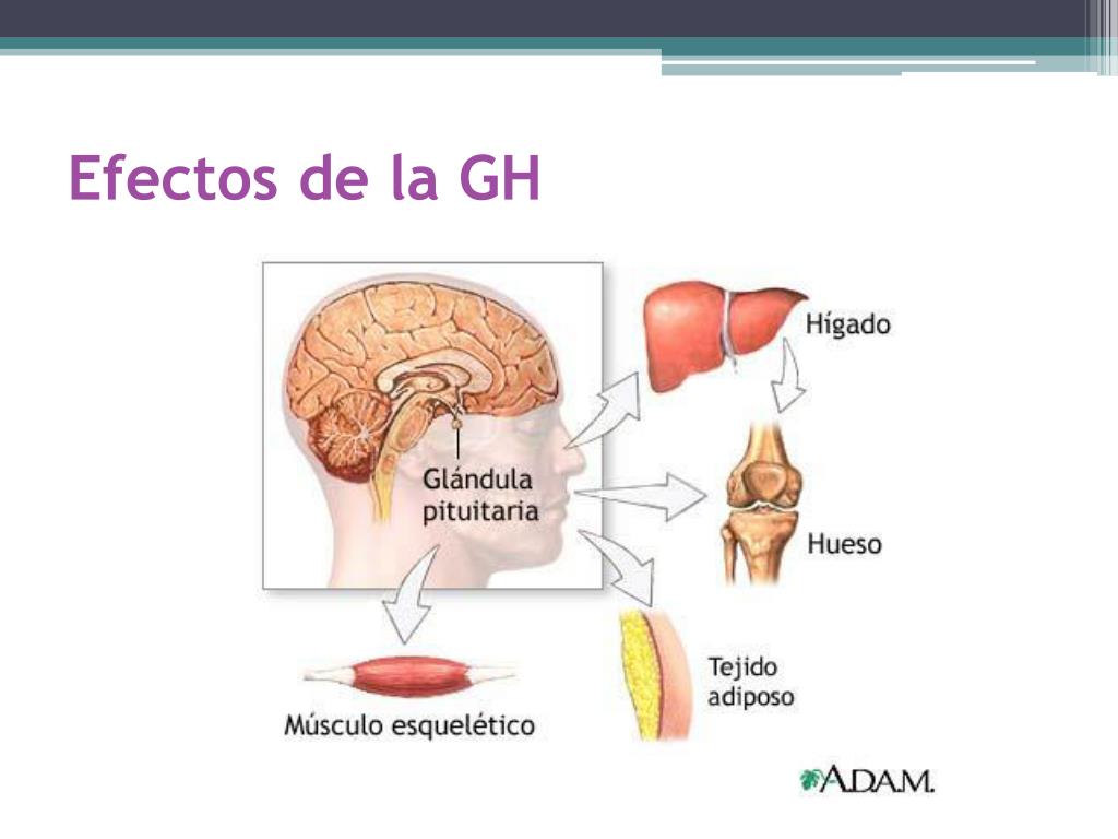 PPT - El déficit de GH en el adulto: los beneficios del tratamiento ...