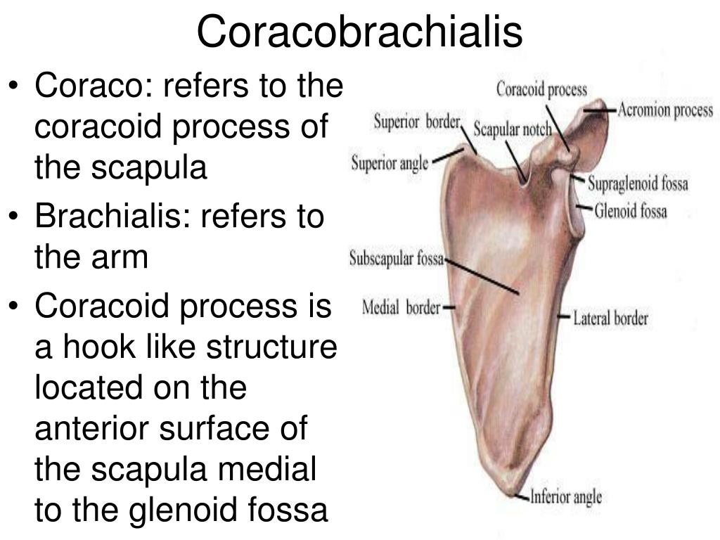 PPT - Glenohumeral Joint, Pectoralis Major, and Coracobrachialis ...