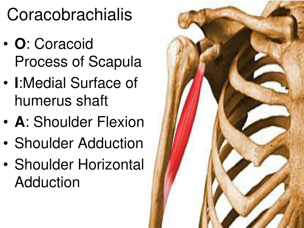PPT - Glenohumeral Joint, Pectoralis Major, and Coracobrachialis ...