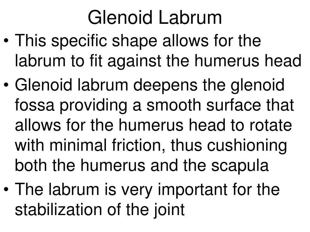 PPT - Glenohumeral Joint, Pectoralis Major, and Coracobrachialis ...