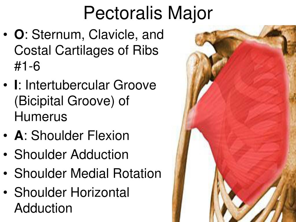 PPT - Glenohumeral Joint, Pectoralis Major, and Coracobrachialis ...