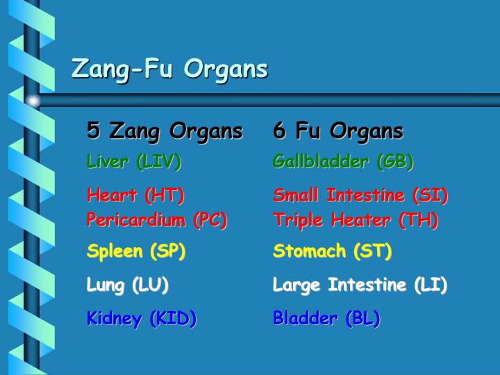 PPT - Zang-Fu Physiology PowerPoint Presentation - ID:3201941